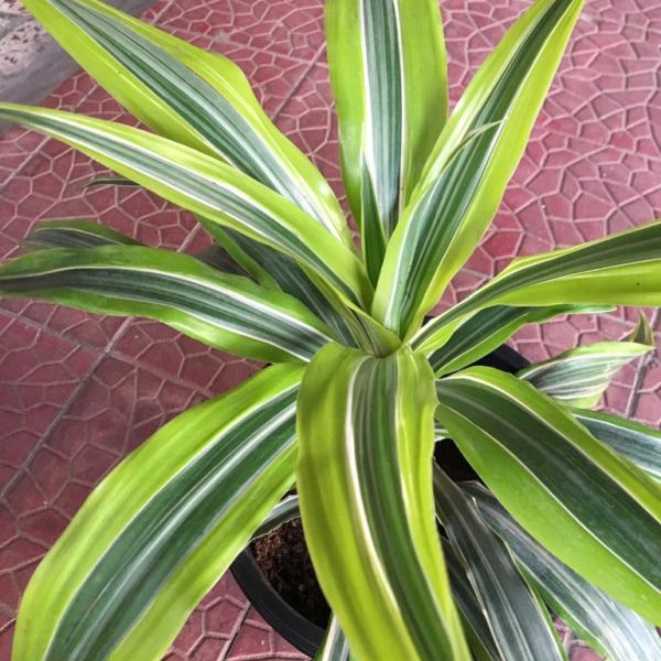 Dracaena Fragrans | Cornstalk dracaena | Striped dracaena - Green Catalog