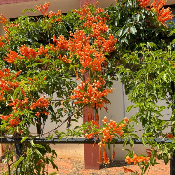 Pyrostegia venusta | Flamevine - Indian plants | Flowering plants