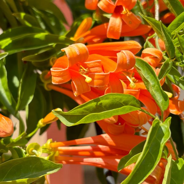 Pyrostegia venusta | Flamevine - Indian plants | Flowering plants