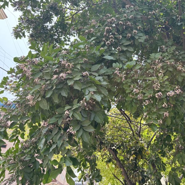 Millettia Pinnata | Indian beech tree | Pongamia Pinnata | Honge ...