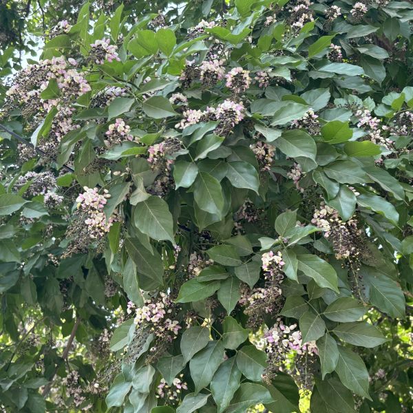 Millettia Pinnata | Indian beech tree | Pongamia Pinnata | Honge ...