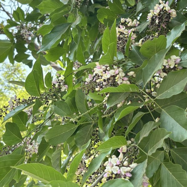 Millettia Pinnata | Indian beech tree | Pongamia Pinnata | Honge ...
