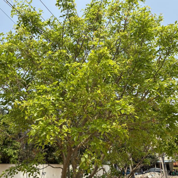 Millettia Pinnata | Indian beech tree | Pongamia Pinnata | Honge ...