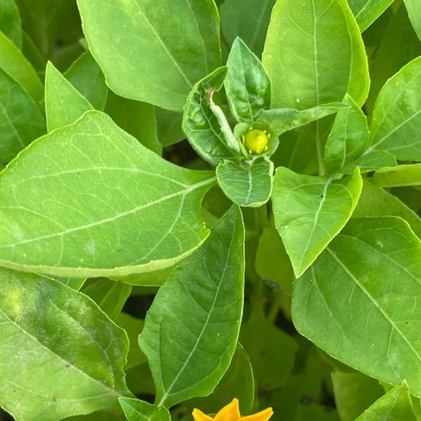 Melampodium divaricatum | Butter daisy - Flowering plants - GCI