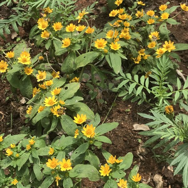 Melampodium divaricatum | Butter daisy - Flowering plants - GCI