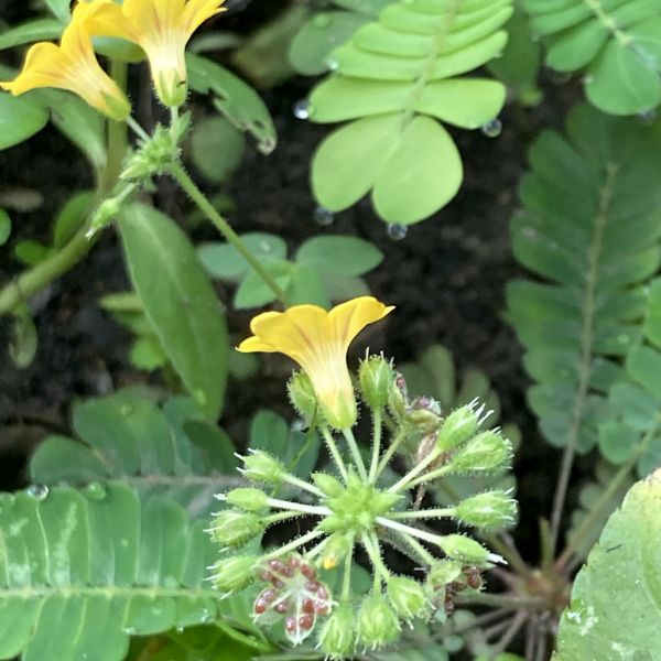 Biophytum sensitivum | Little tree plant | Mukkutti - Green Cover ...