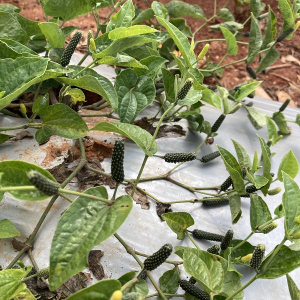 Piper longum | Long pepper - Medicinal plants | Indian herbs