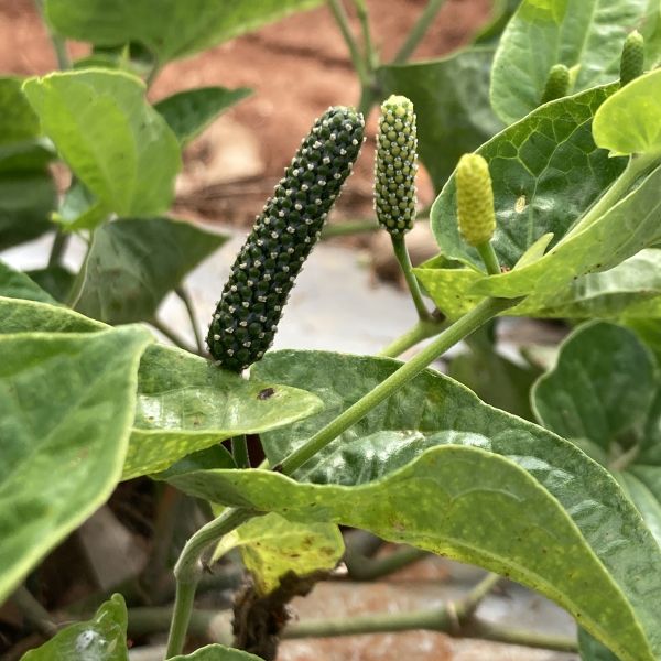 Piper longum | Long pepper - Medicinal plants | Indian herbs