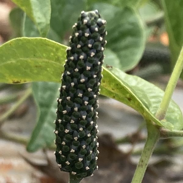 Piper longum | Long pepper - Medicinal plants | Indian herbs