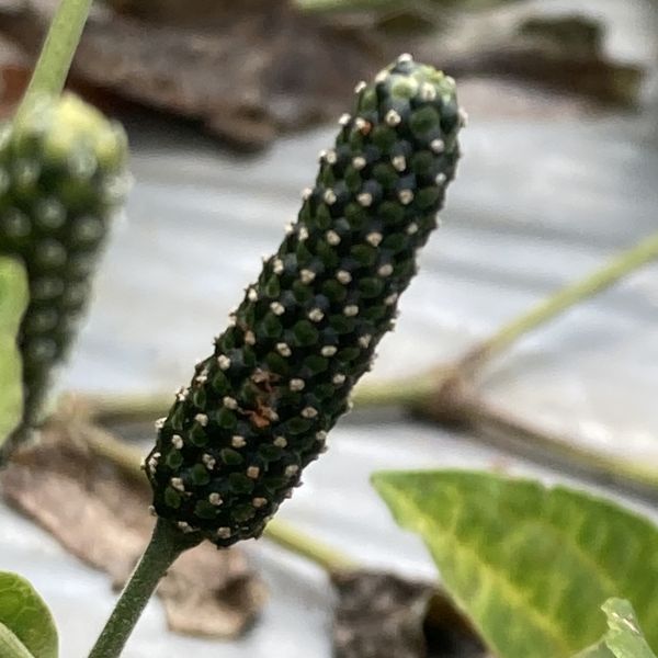 Piper longum | Long pepper - Medicinal plants | Indian herbs