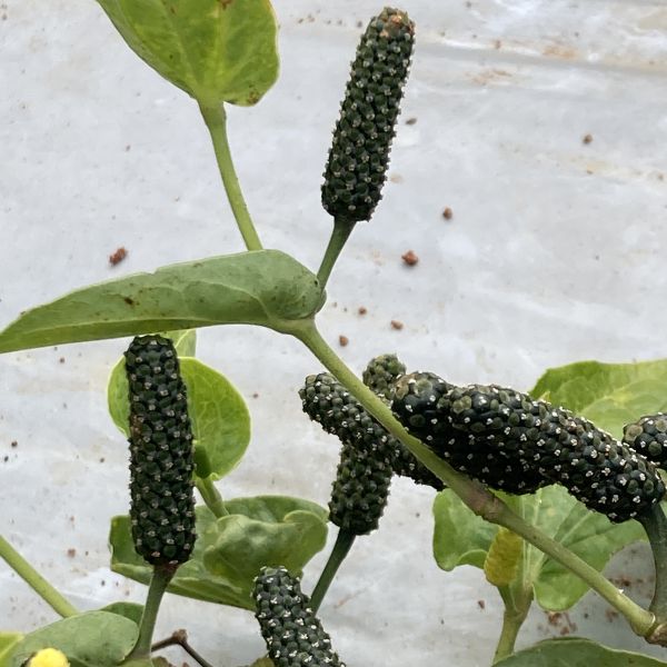 Piper longum | Long pepper - Medicinal plants | Indian herbs