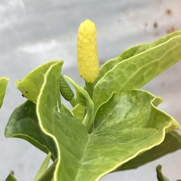 Piper longum | Long pepper - Medicinal plants | Indian herbs