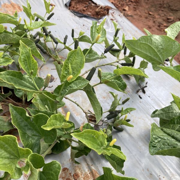Piper longum | Long pepper - Medicinal plants | Indian herbs