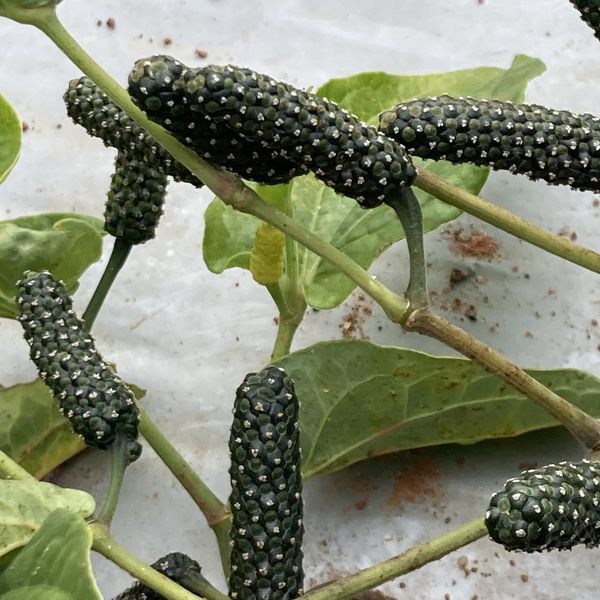 Piper longum | Long pepper - Medicinal plants | Indian herbs