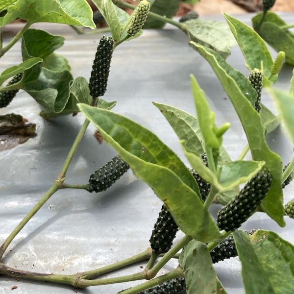 Piper longum | Long pepper - Medicinal plants | Indian herbs
