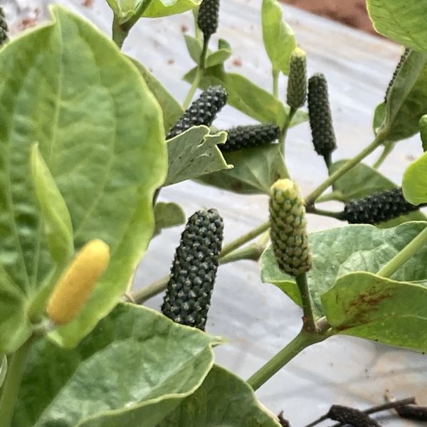 Piper longum | Long pepper - Medicinal plants | Indian herbs