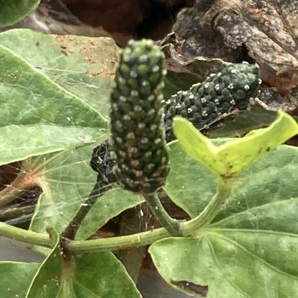 Piper longum | Long pepper - Medicinal plants | Indian herbs