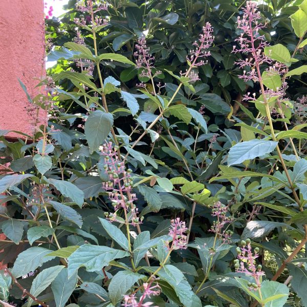 Rotheca serrata | Blue fountain bush - Flowering plants | Indian plants