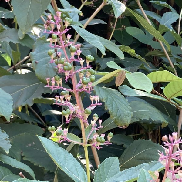 Rotheca serrata | Blue fountain bush - Flowering plants | Indian plants