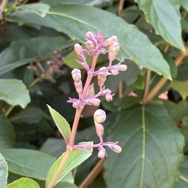 Rotheca serrata | Blue fountain bush - Flowering plants | Indian plants