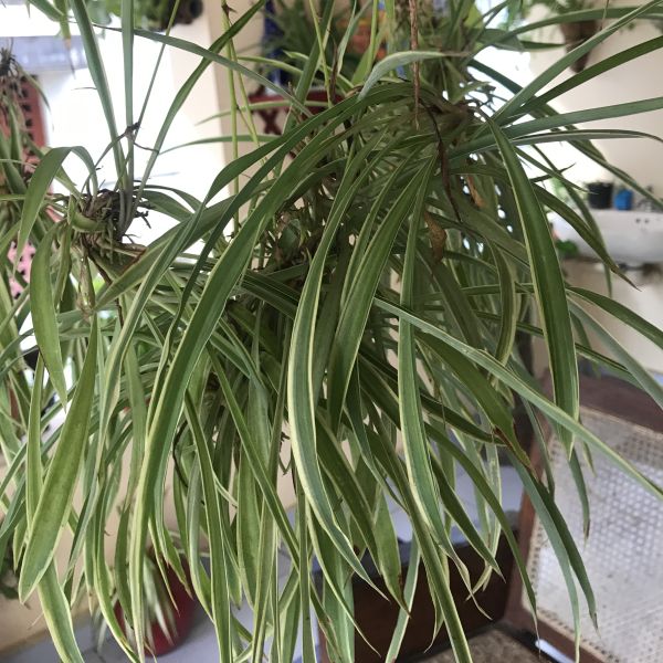 Chlorophytum Comosum | Spider plant | Spider ivy | Ribbon plant