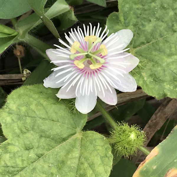 Passiflora Foetida | Stinking passionflower | Love-in-a-mist - Green ...