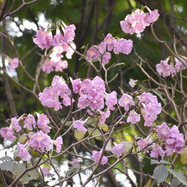 Tabebuia Rosea | Rosy trumpet tree | Pink Poui – Green Catalog