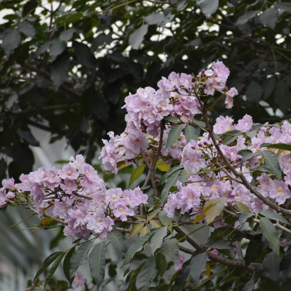 Tabebuia Rosea | Rosy trumpet tree | Pink Poui – Green Catalog