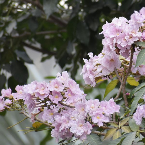 Tabebuia Rosea | Rosy trumpet tree | Pink Poui – Green Catalog