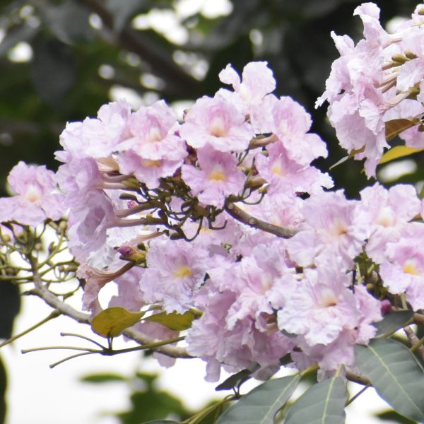 Tabebuia Rosea | Rosy trumpet tree | Pink Poui – Green Catalog