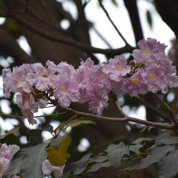Tabebuia Rosea | Rosy trumpet tree | Pink Poui – Green Catalog