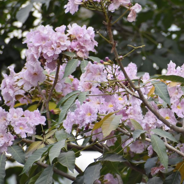 Tabebuia Rosea | Rosy trumpet tree | Pink Poui – Green Catalog