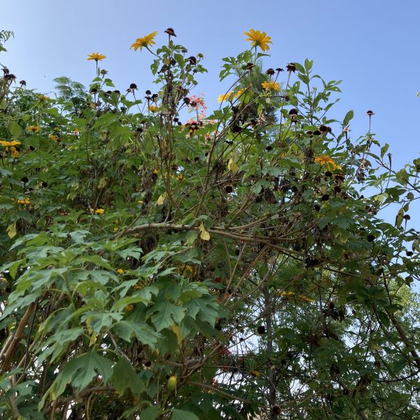 Tithonia diversifolia: Mexican sunflower
