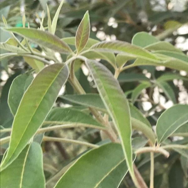 Vitex negundo | Chaste Tree - Indian Trees | Medicinal Trees