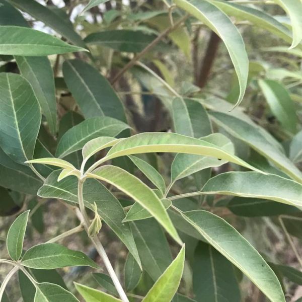 Vitex negundo | Chaste Tree - Indian Trees | Medicinal Trees