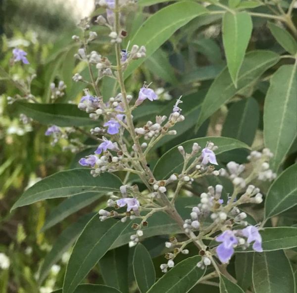 Vitex negundo | Chaste Tree - Indian Trees | Medicinal Trees
