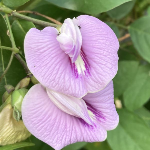 Centrosema pubescens | Centro | Butterfly pea - Green Cover Initiative