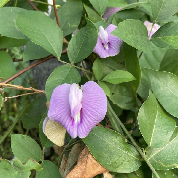 Centrosema pubescens | Centro | Butterfly pea - Green Cover Initiative