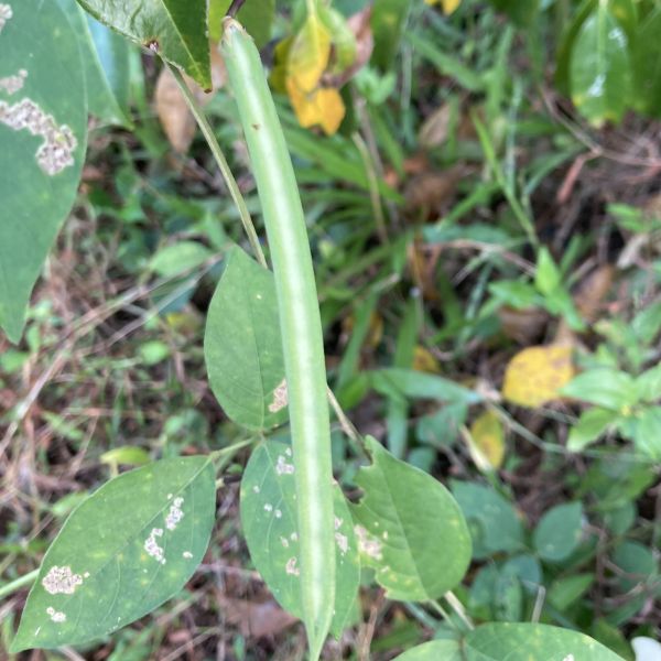 Centrosema pubescens | Centro | Butterfly pea - Green Cover Initiative