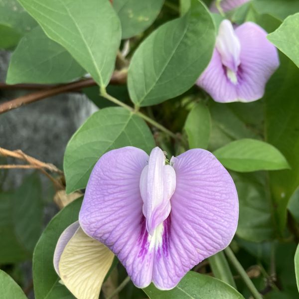 Centrosema pubescens | Centro | Butterfly pea - Green Cover Initiative