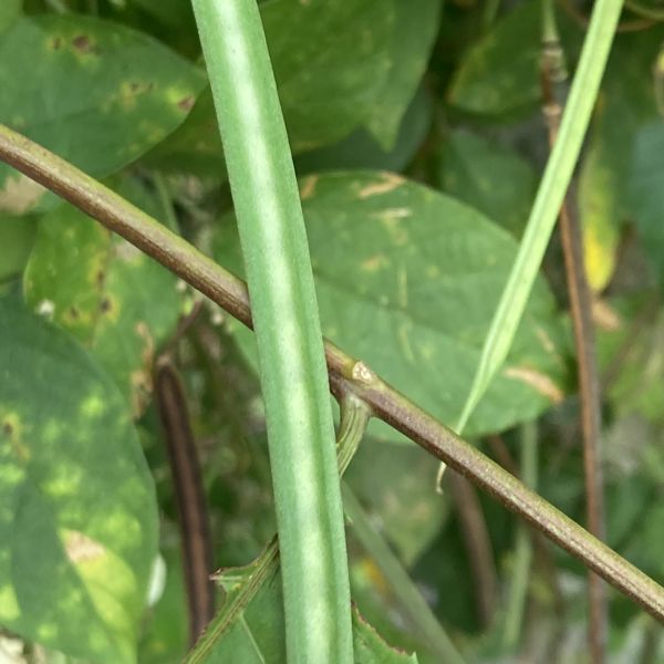 Centrosema pubescens | Centro | Butterfly pea - Green Cover Initiative