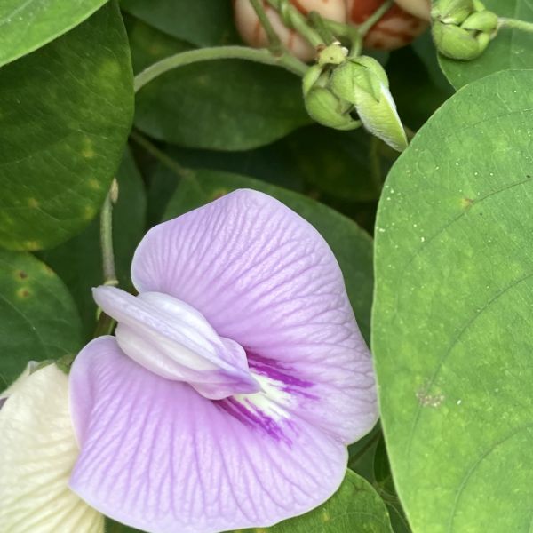 Centrosema pubescens | Centro | Butterfly pea - Green Cover Initiative
