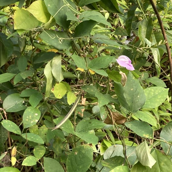 Centrosema pubescens | Centro | Butterfly pea - Green Cover Initiative