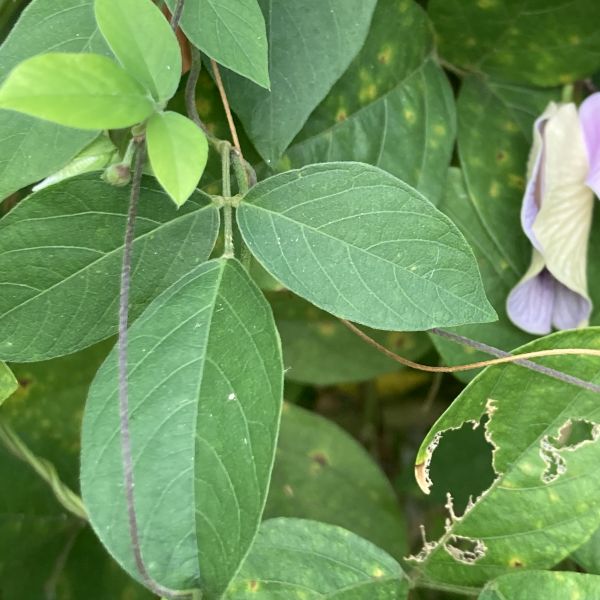Centrosema pubescens | Centro | Butterfly pea - Green Cover Initiative