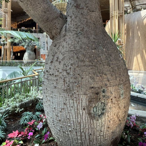 Ceiba speciosa | Floss Silk Tree - Garden trees | Indian Trees