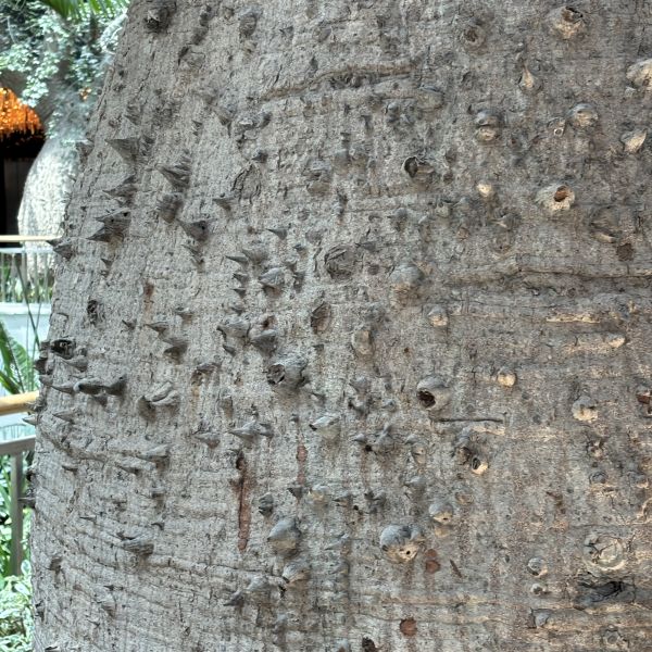 Ceiba speciosa | Floss Silk Tree - Garden trees | Indian Trees