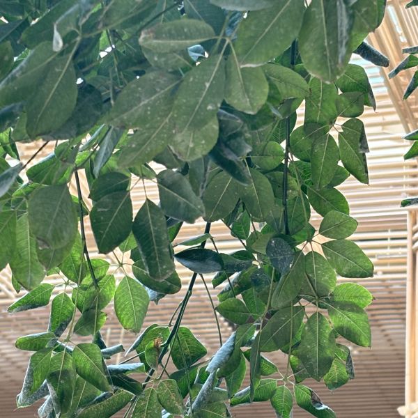 Ceiba speciosa | Floss Silk Tree - Garden trees | Indian Trees