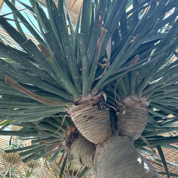 Dracaena draco | Dragon tree - Garden tree - Green Cover Initiative