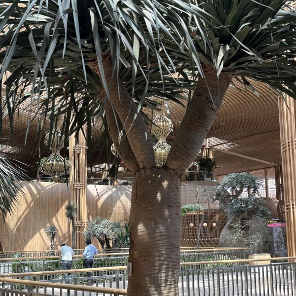 Dracaena draco | Dragon tree - Garden tree - Green Cover Initiative