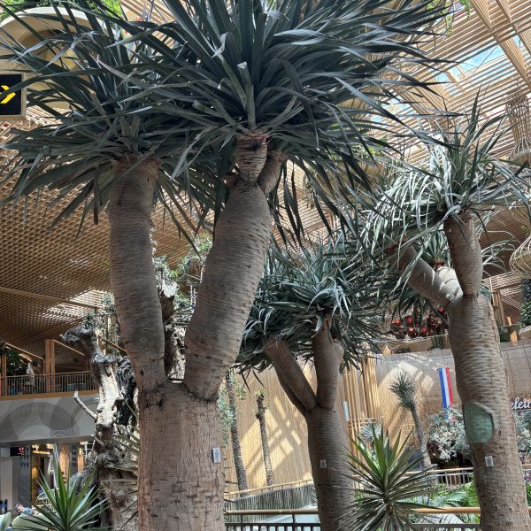Dracaena draco | Dragon tree - Garden tree - Green Cover Initiative